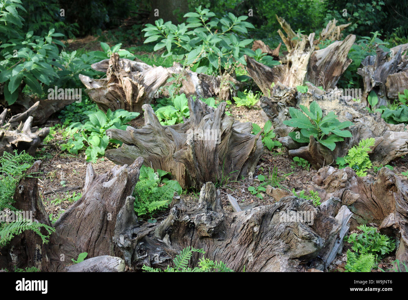 Stumpery hi-res stock photography and images - Alamy