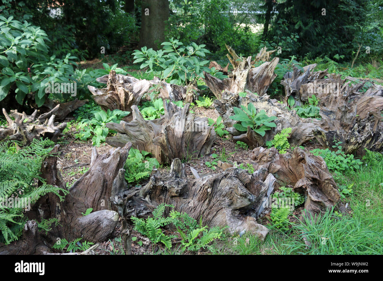 Tree stump and feature hi-res stock photography and images - Alamy