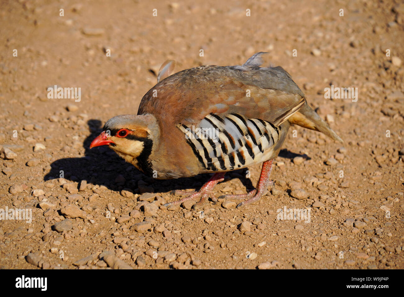 Alectoris chukar male bird partridge hi-res stock photography and ...