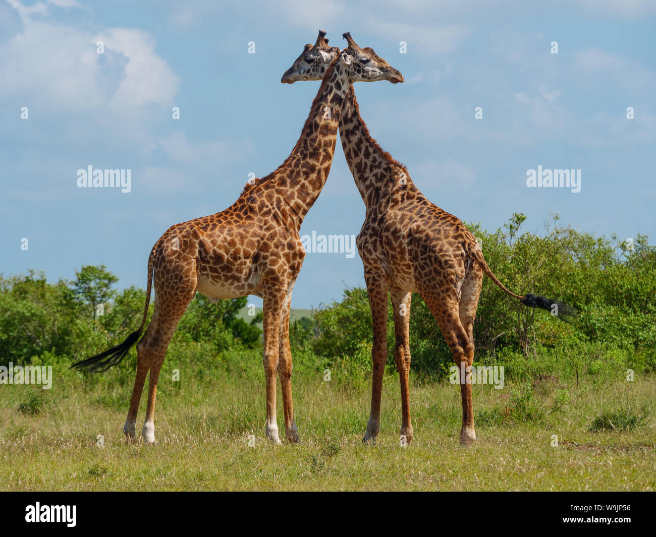 Reticulated giraffe couple in a Kenya Stock Photo - Alamy