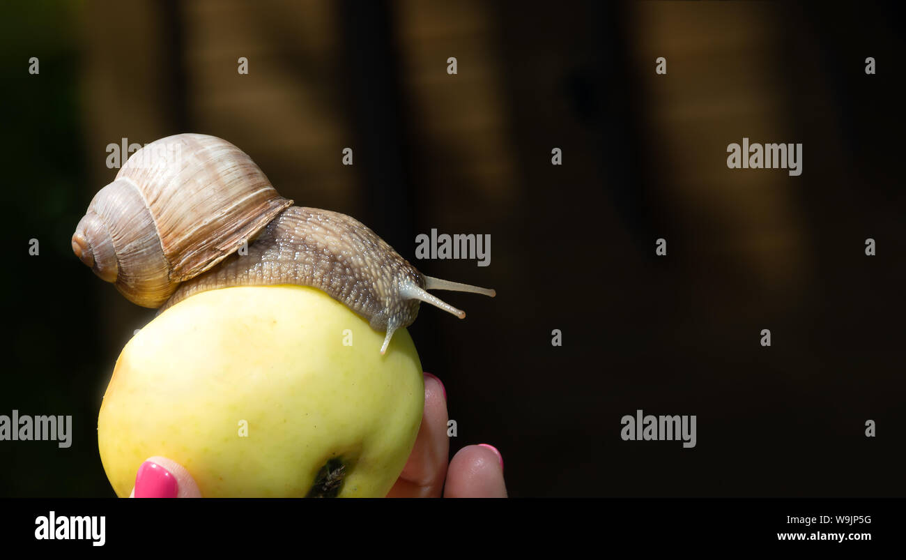 Giant apple snail hi-res stock photography and images - Alamy
