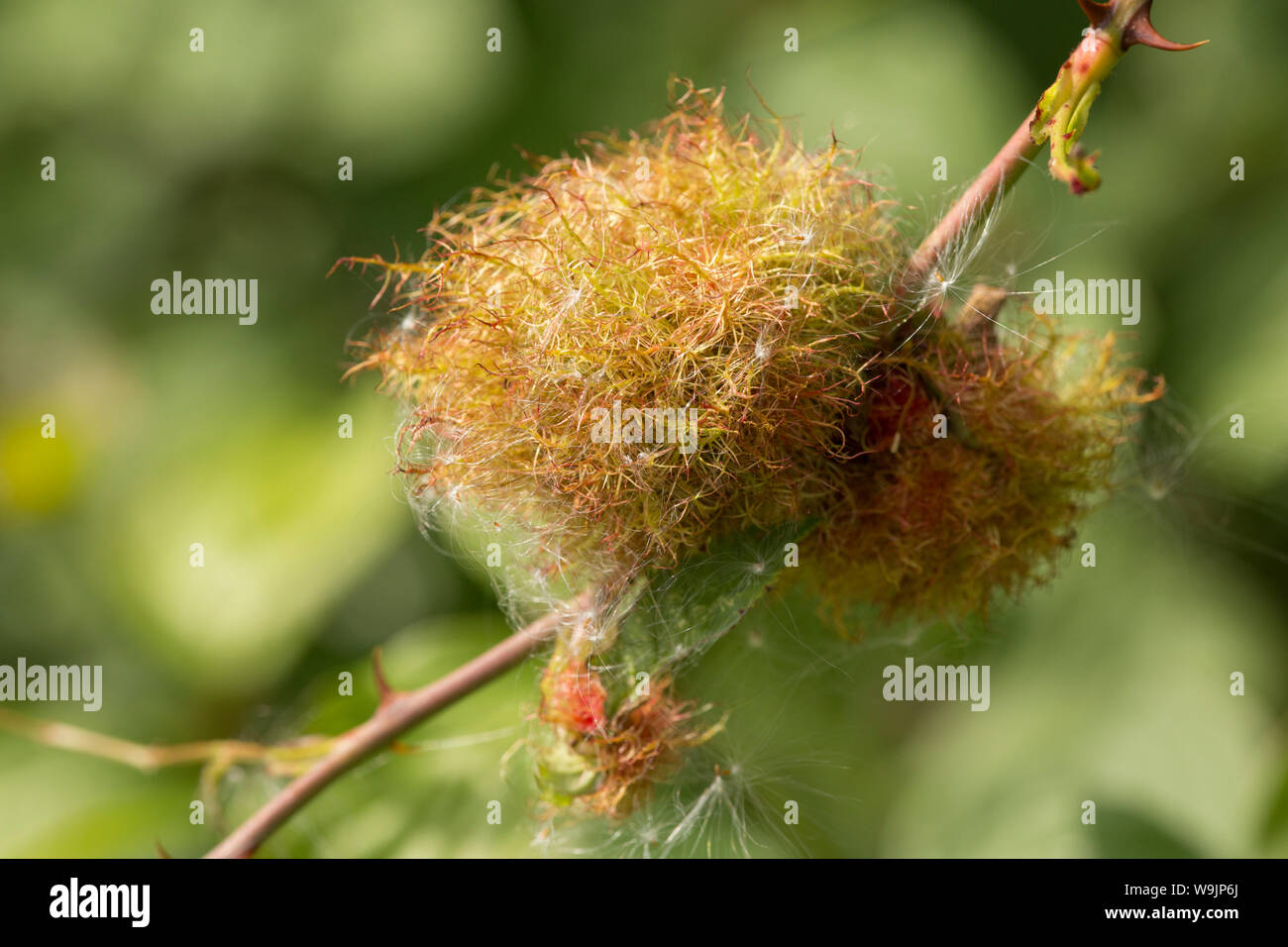 Plant gall great britain hi-res stock photography and images - Alamy