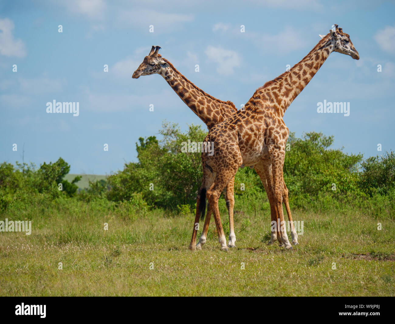 Giraffe mating male hi-res stock photography and images - Alamy