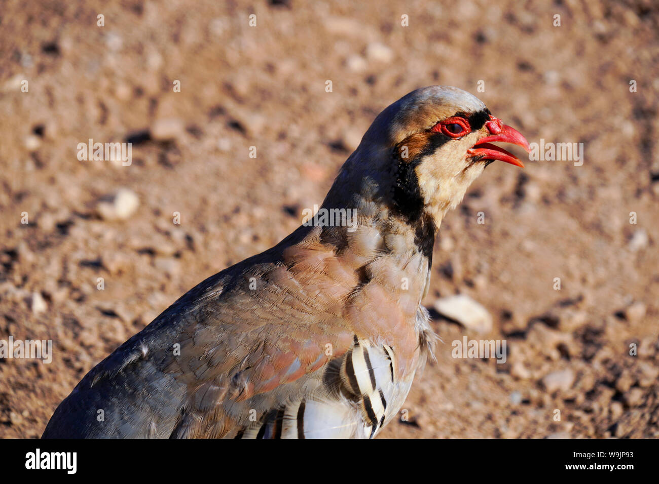 Alectoris chukar male bird partridge hi-res stock photography and ...