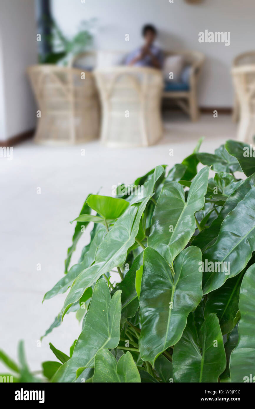 Tropical green plant pot interior, stock photo Stock Photo - Alamy