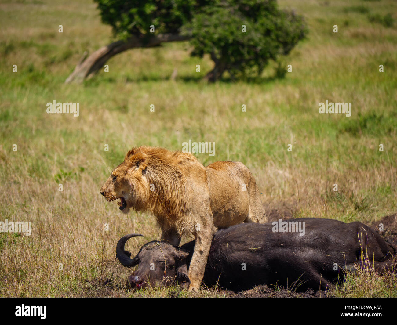 East african lion protecting his cape buffalo prey Stock Photo - Alamy