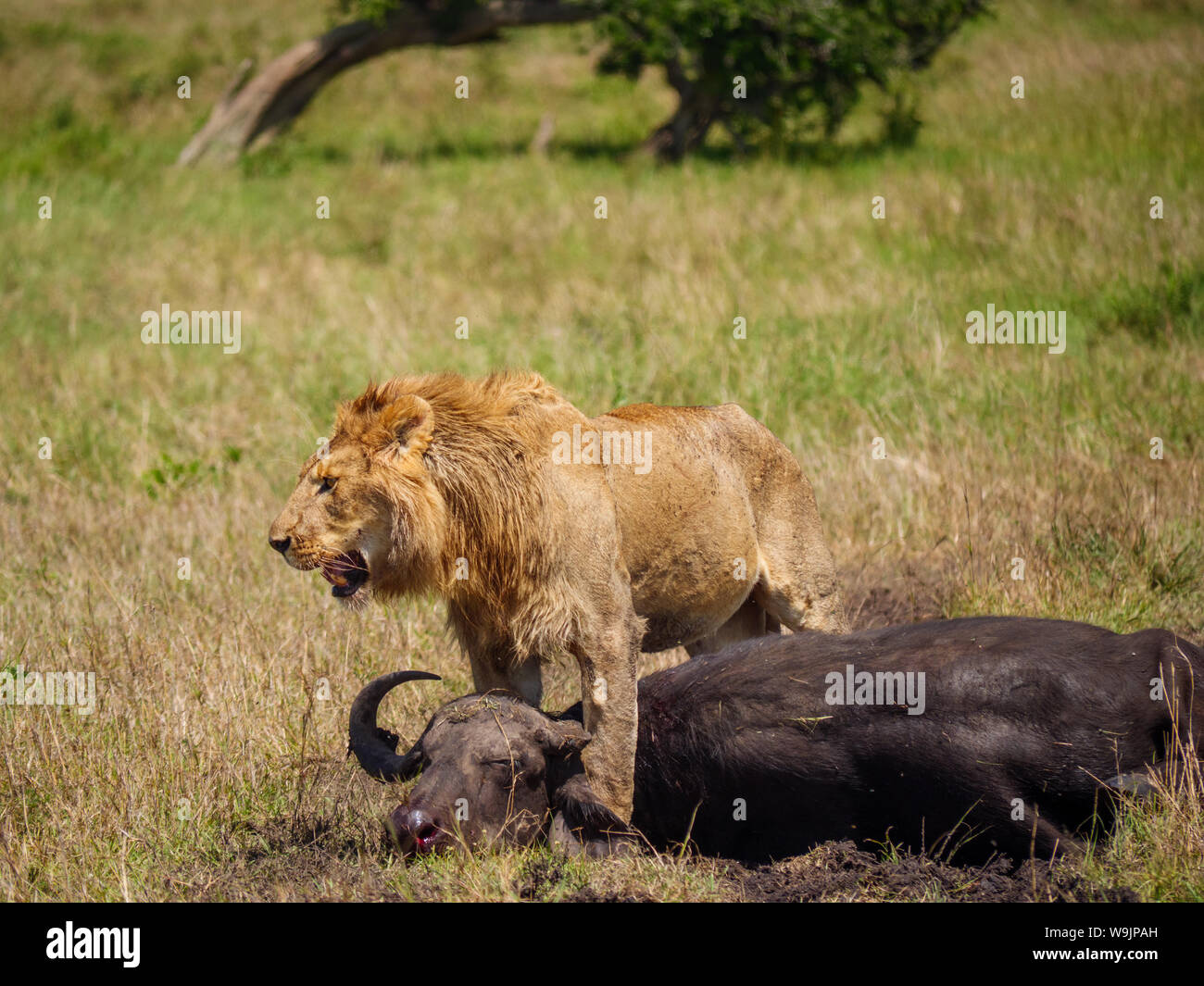 East african lion protecting his cape buffalo prey Stock Photo - Alamy