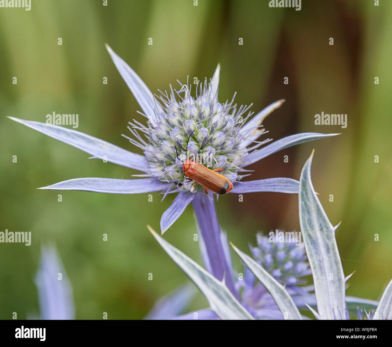 Eryngium or sea holly with a common red soldier beetle or bloodsucker ...