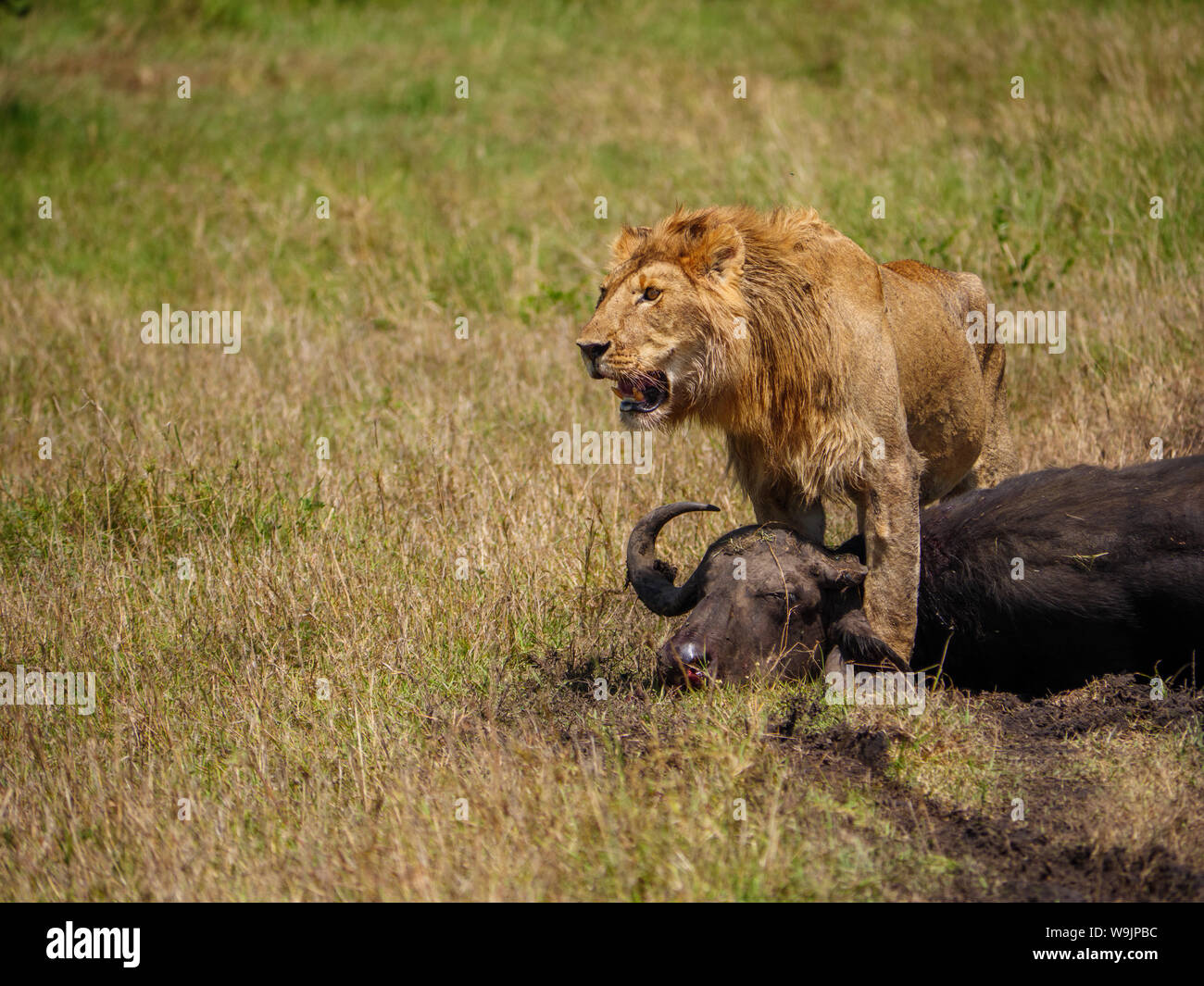 East african lion protecting his cape buffalo prey Stock Photo - Alamy