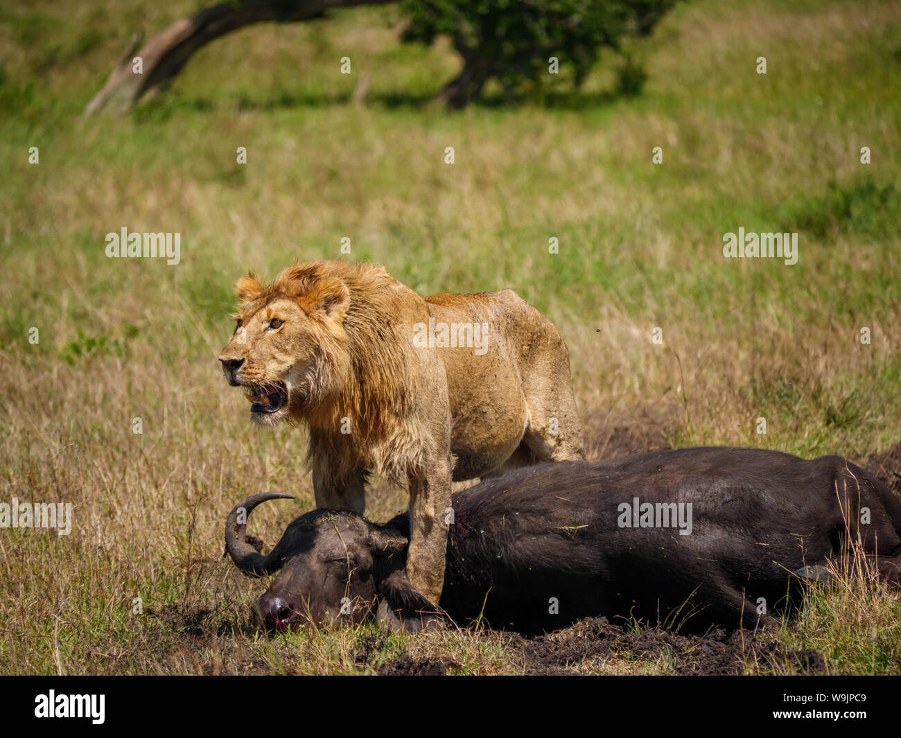 East african lion protecting his cape buffalo prey Stock Photo - Alamy