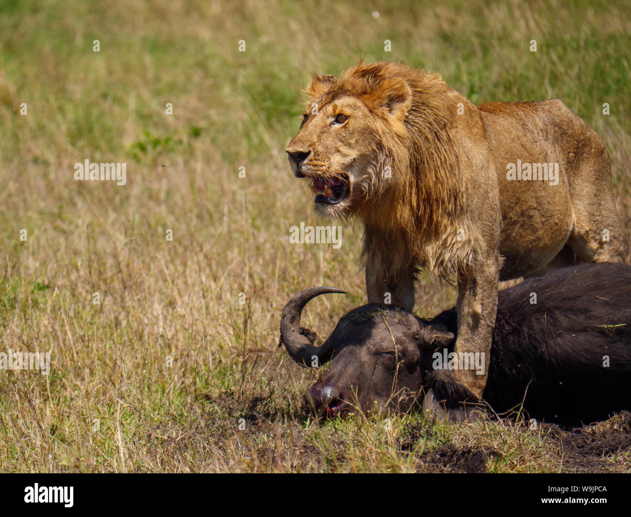 East african lion protecting his cape buffalo prey Stock Photo - Alamy