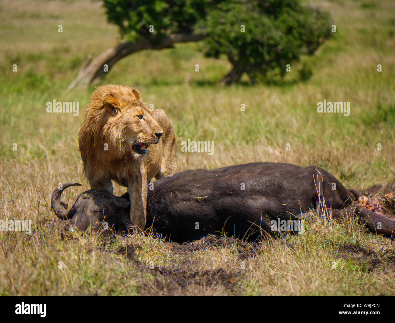 East african lion protecting his cape buffalo prey Stock Photo - Alamy