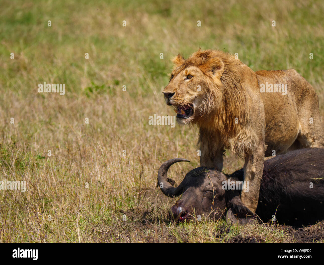 East african lion protecting his cape buffalo prey Stock Photo - Alamy
