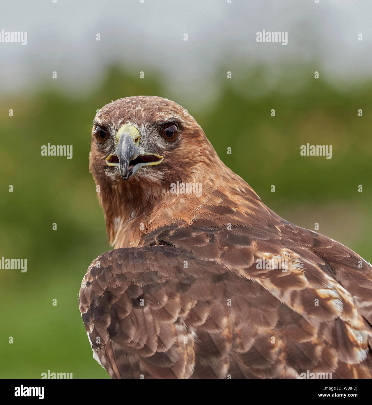 Common Buzzard Buteo buteo Stock Photo - Alamy