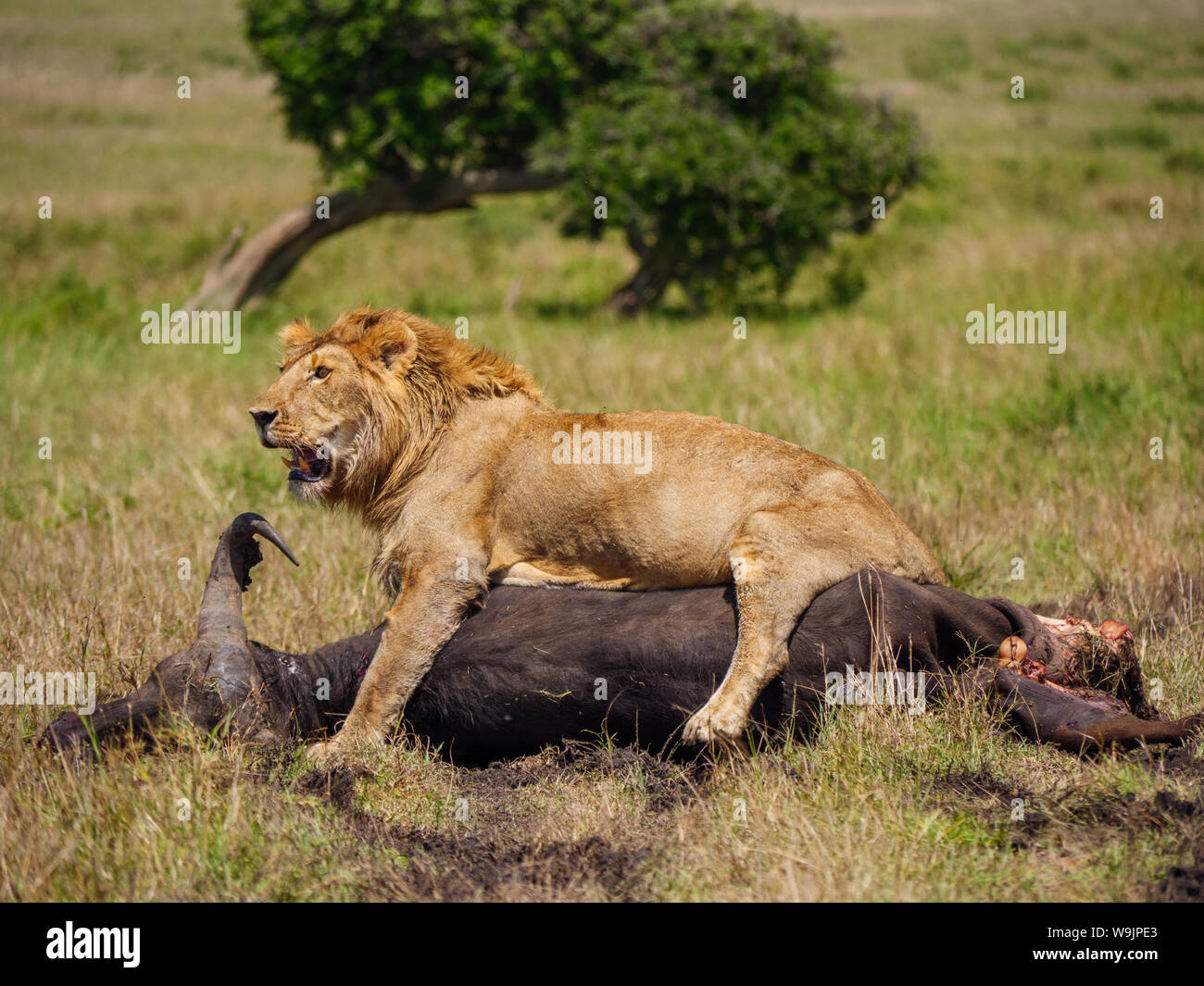 East african lion protecting his cape buffalo prey Stock Photo - Alamy