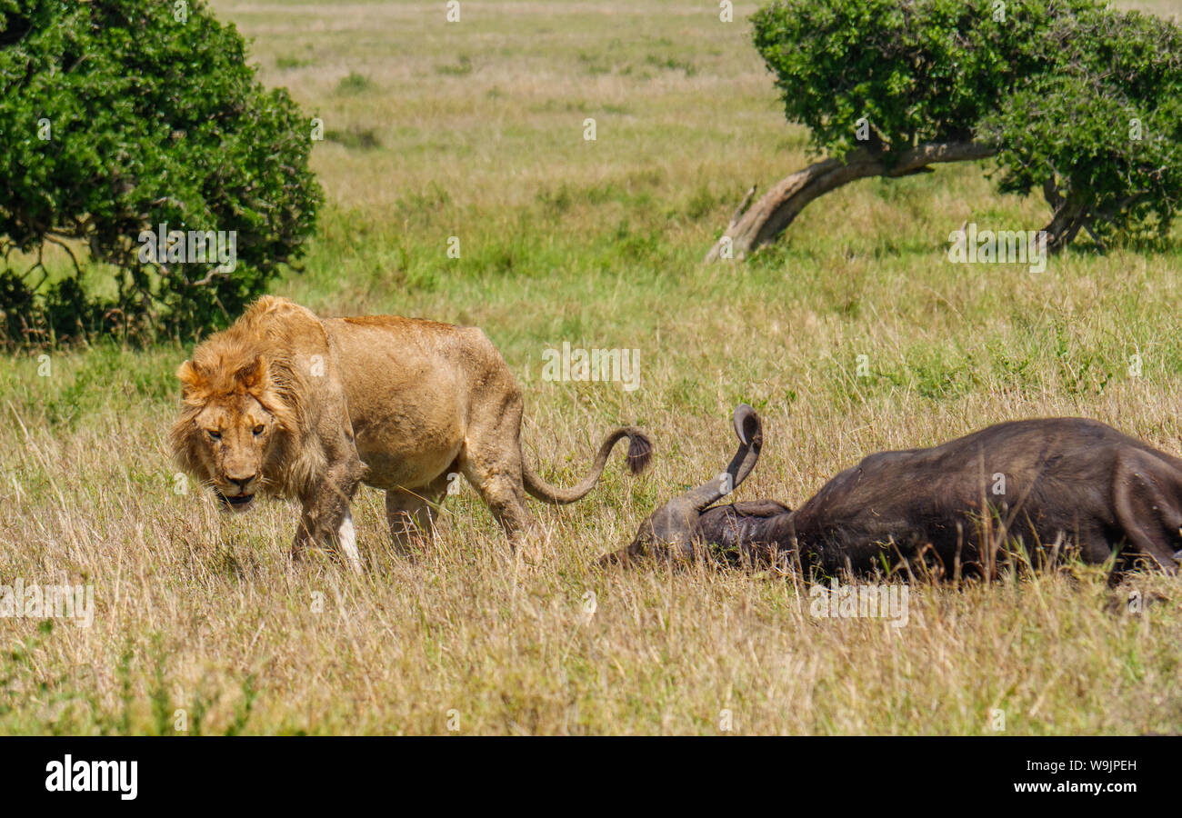 East african lion protecting his cape buffalo prey Stock Photo - Alamy