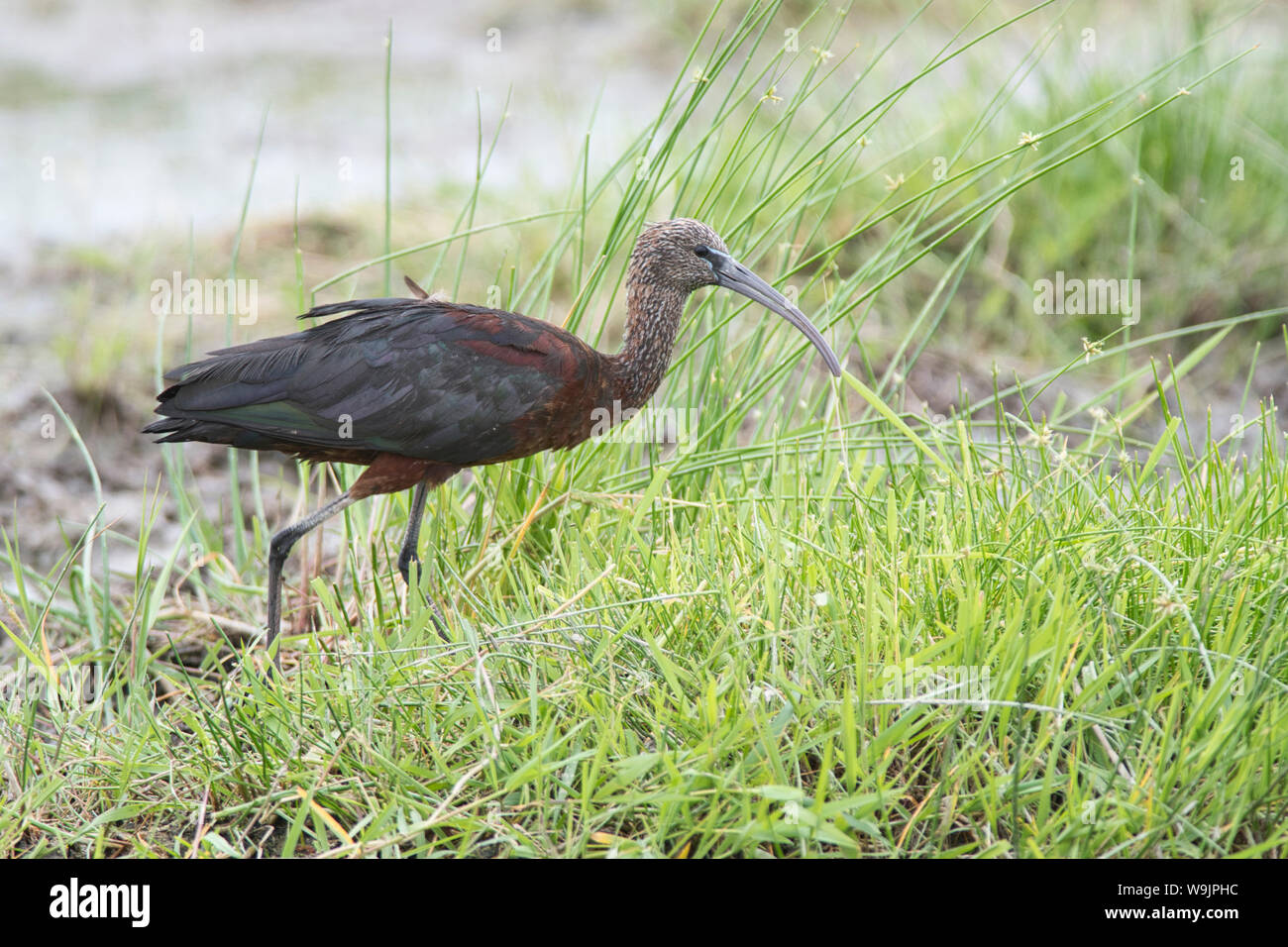 Glossy ibis (Plegadis falcinelllus) in non-breeding plumage Stock Photo ...
