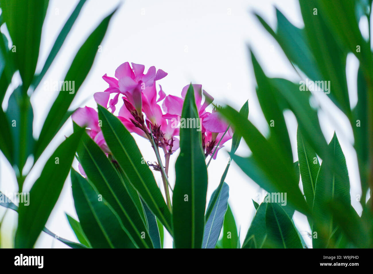Flowering pink Oleander (Nerium oleander) bush. Photographed in Greece ...