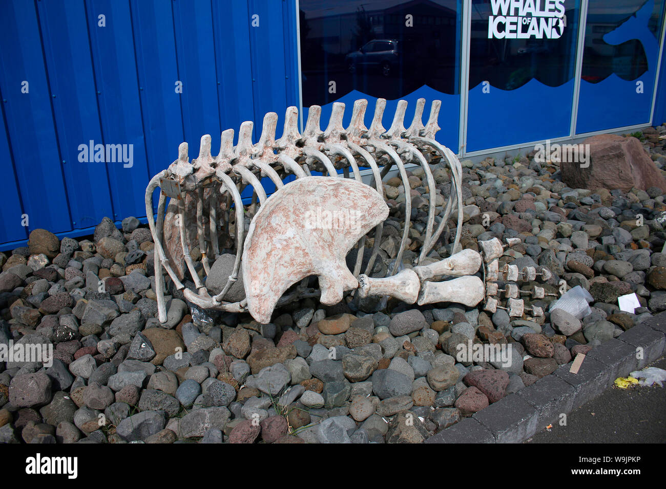 Skelett eines Wals, Reykjavik, Island Stock Photo - Alamy