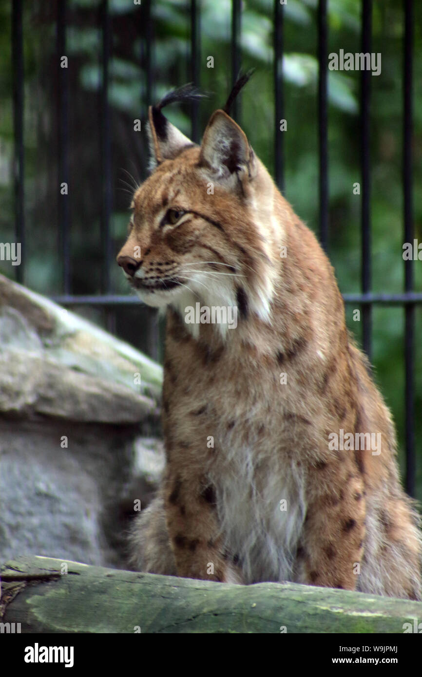 Bay lynx hi-res stock photography and images - Alamy