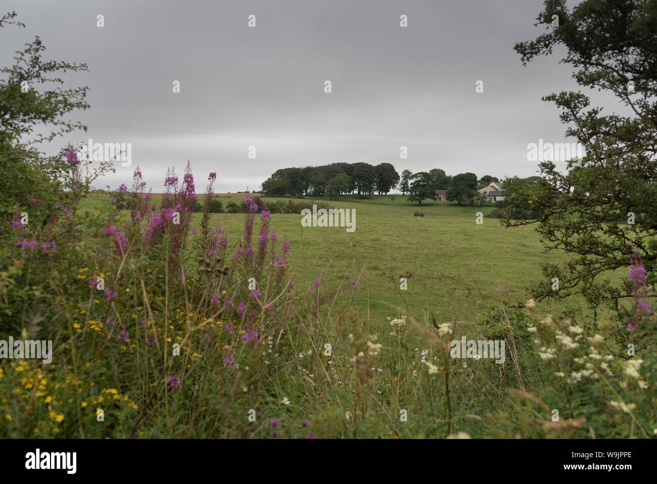 Field in open landscape british countryside with bushes Stock Photo - Alamy