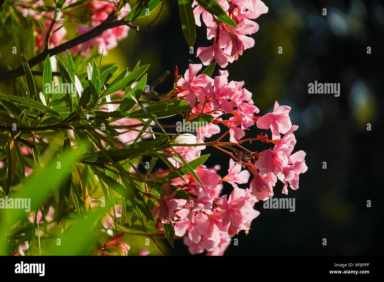 Flowering pink Oleander (Nerium oleander) bush. Photographed in Greece ...