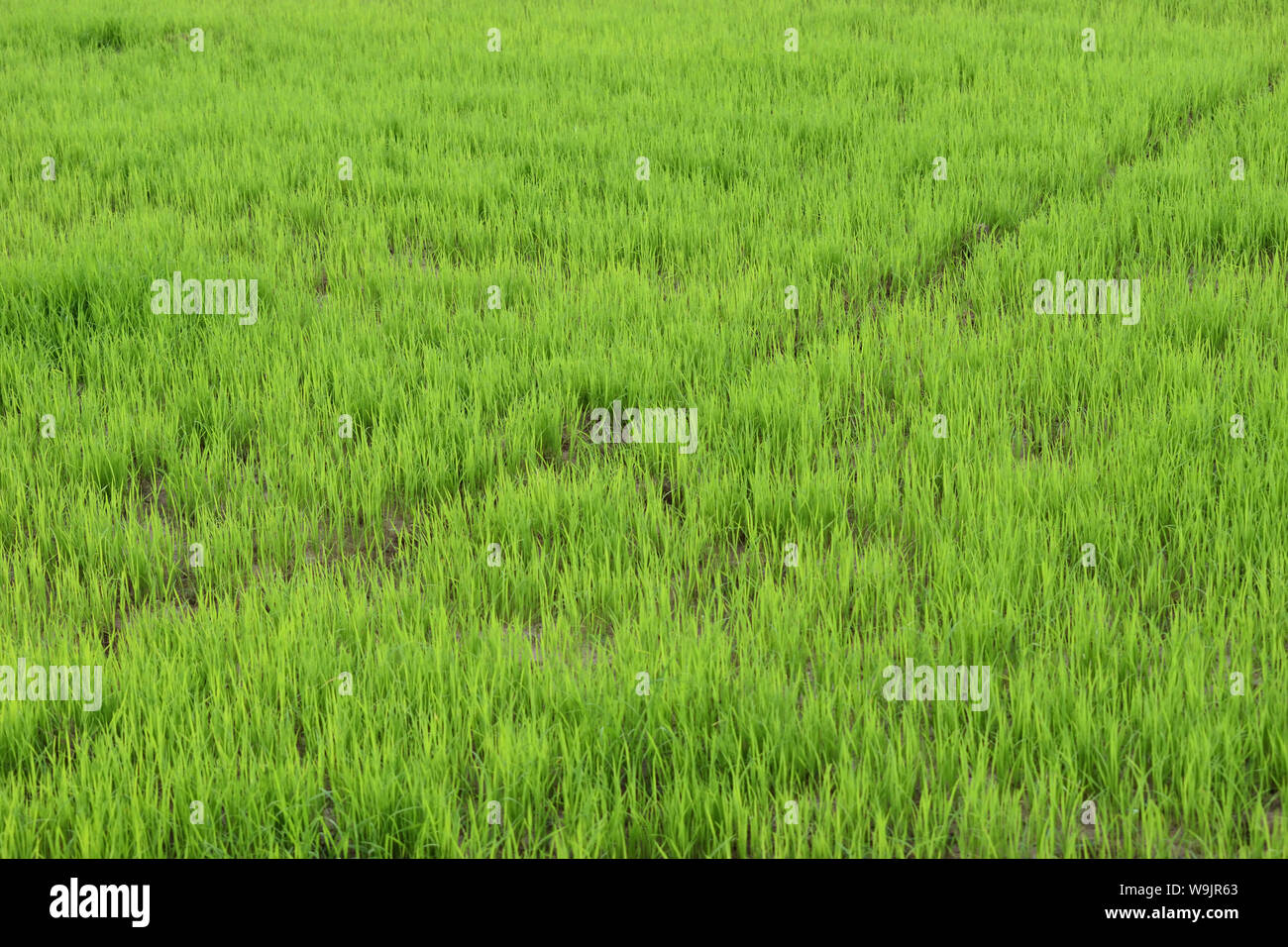 Peddy tree hi-res stock photography and images - Alamy