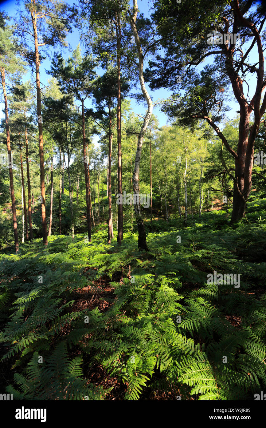Rspb the lodge sandy hi-res stock photography and images - Alamy