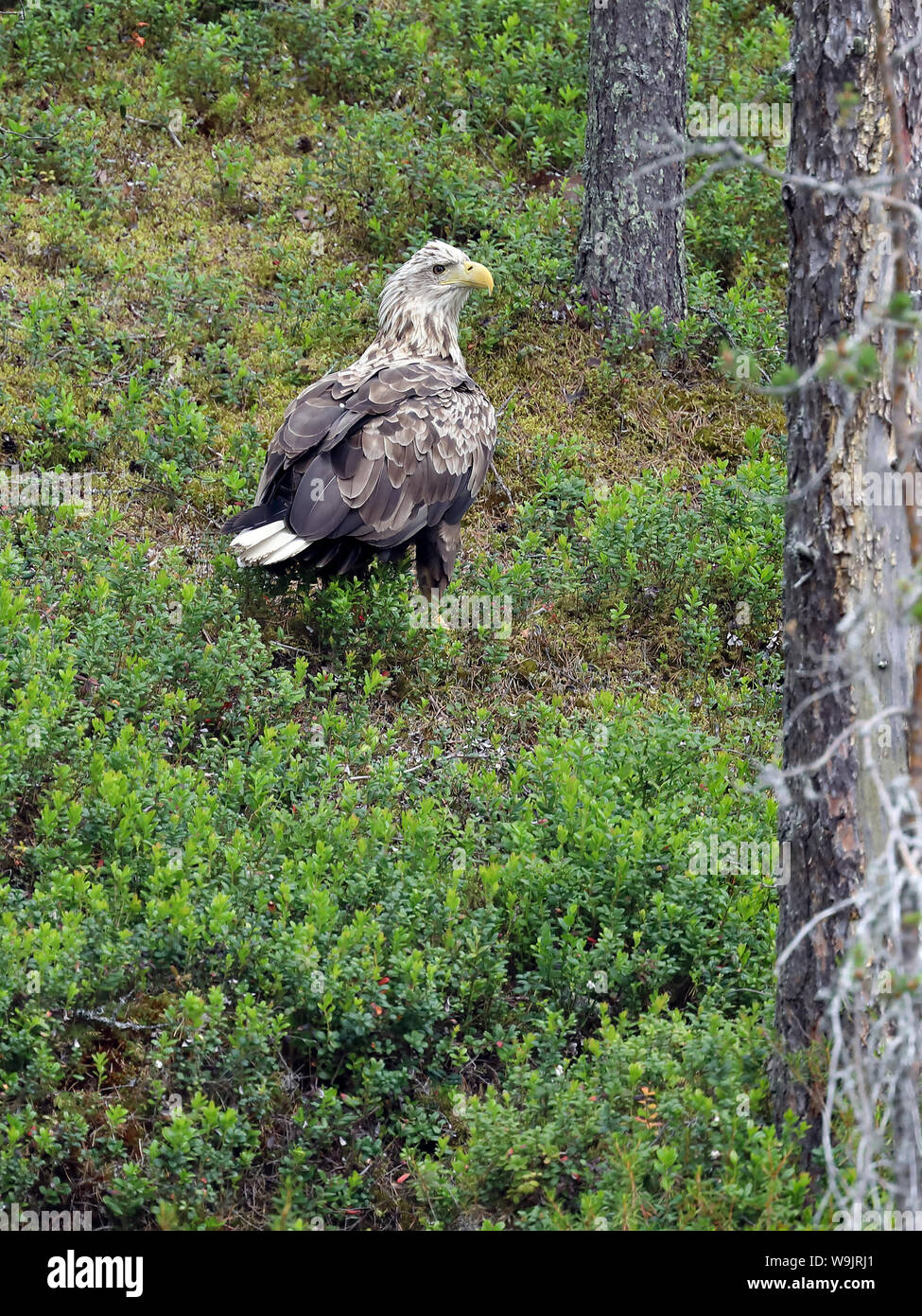 Swedish eagle hi-res stock photography and images - Alamy