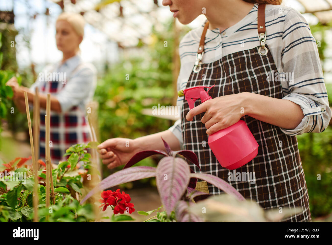 Two gardeners watering plants in the greenhouse while talking to each ...