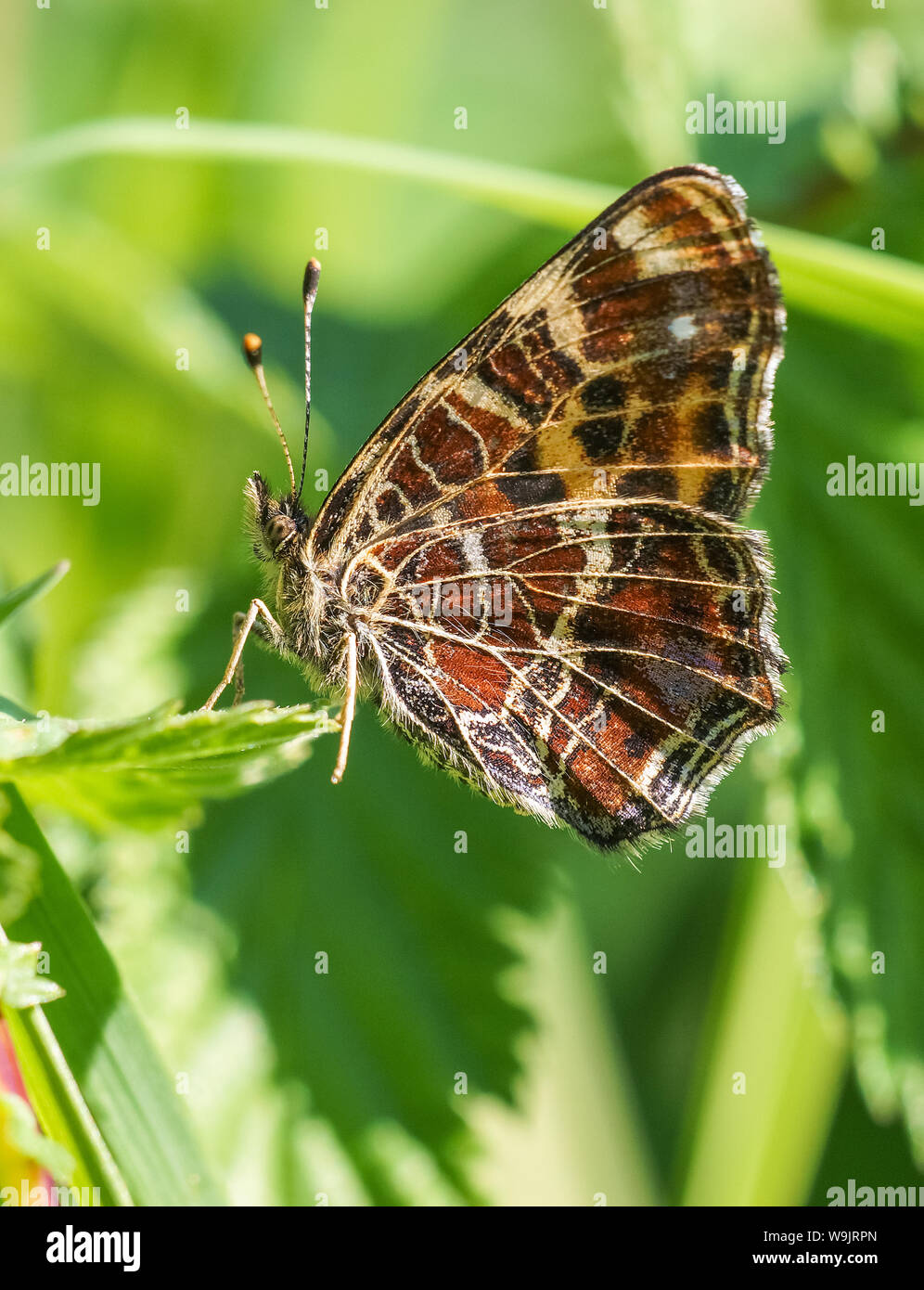 Butterfly map hi-res stock photography and images - Alamy