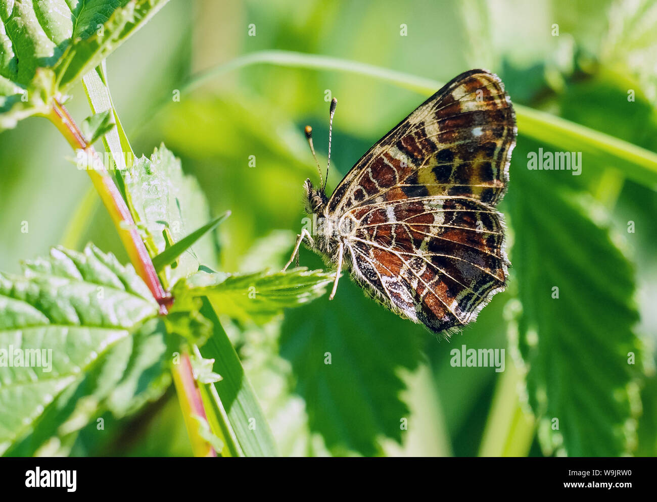 Butterfly map hi-res stock photography and images - Alamy