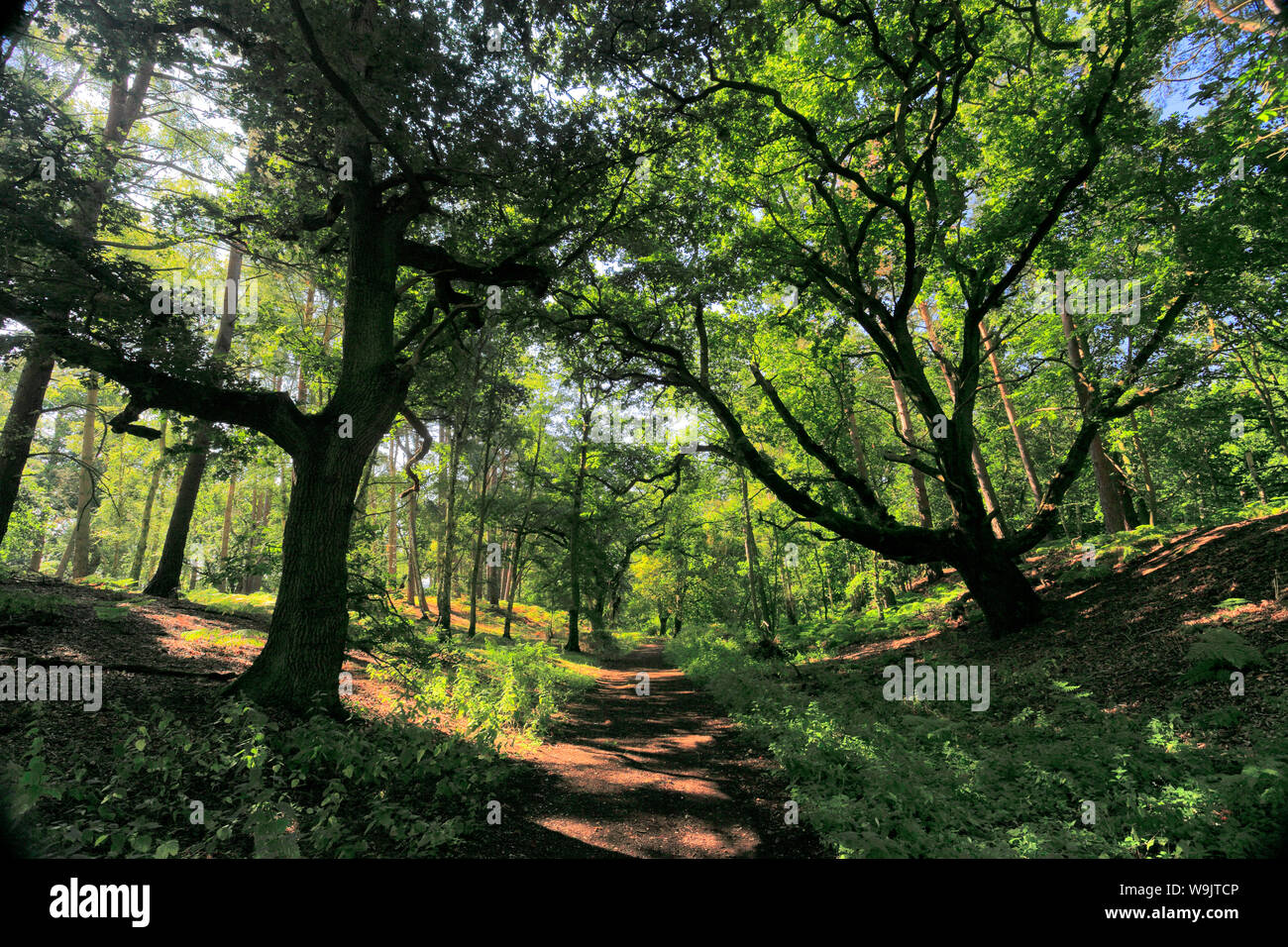 View over Sandy Heath nature reserve, Sandy town, Bedfordshire, England ...