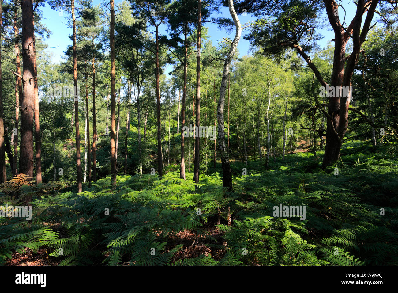 View over Sandy Heath nature reserve, Sandy town, Bedfordshire, England ...
