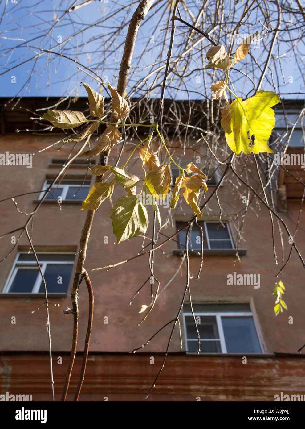 yellow autumn maple leaves on sad branches on the background of the ...