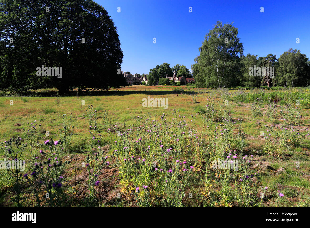 View over Sandy Heath nature reserve, Sandy town, Bedfordshire, England ...