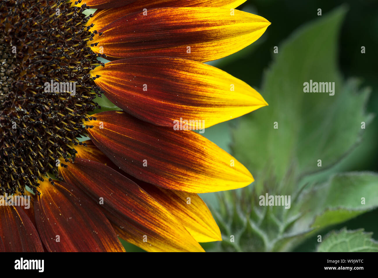 Sunflower moulin rouge hi-res stock photography and images - Alamy