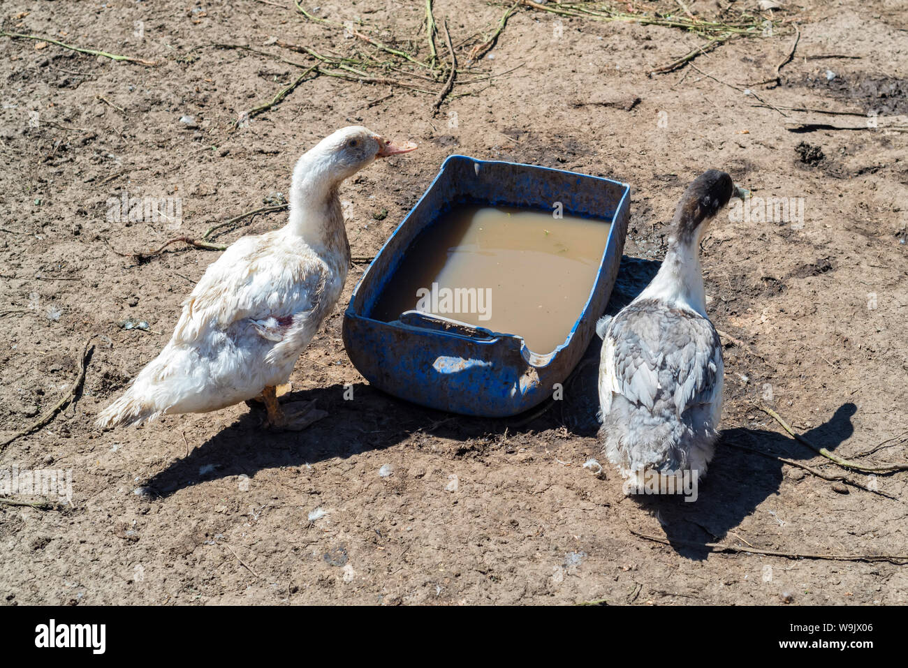 Water trough pond hi-res stock photography and images - Alamy