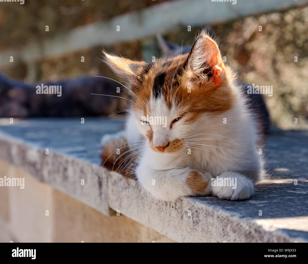 Cyprus cat hi-res stock photography and images - Alamy