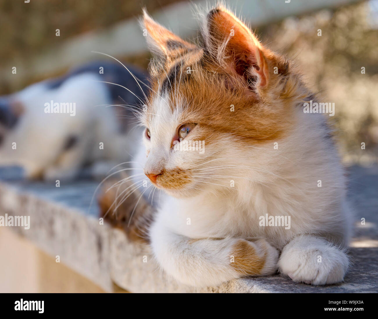 Cyprus cat hi-res stock photography and images - Alamy