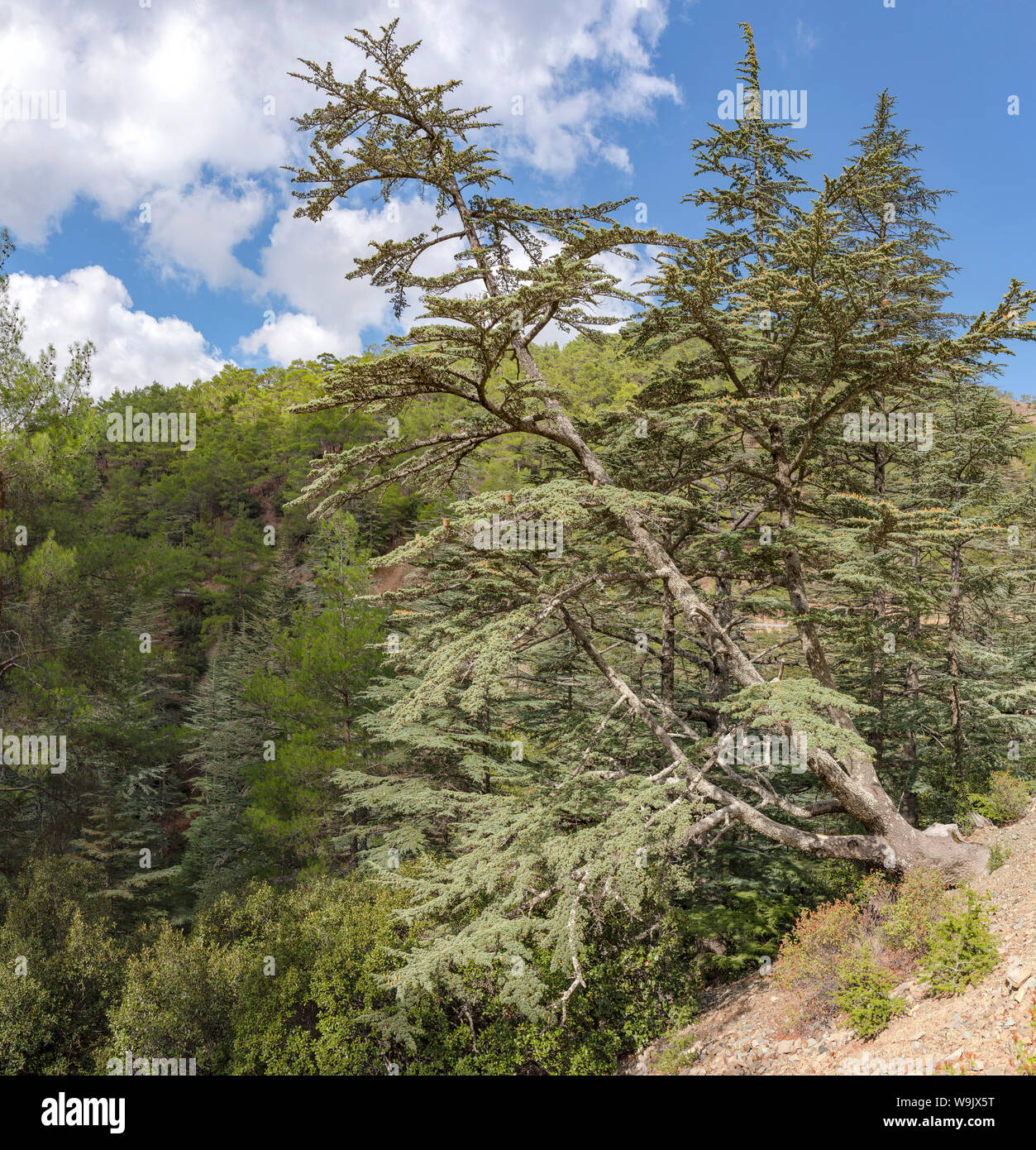 Cedar trees cyprus hi-res stock photography and images - Alamy
