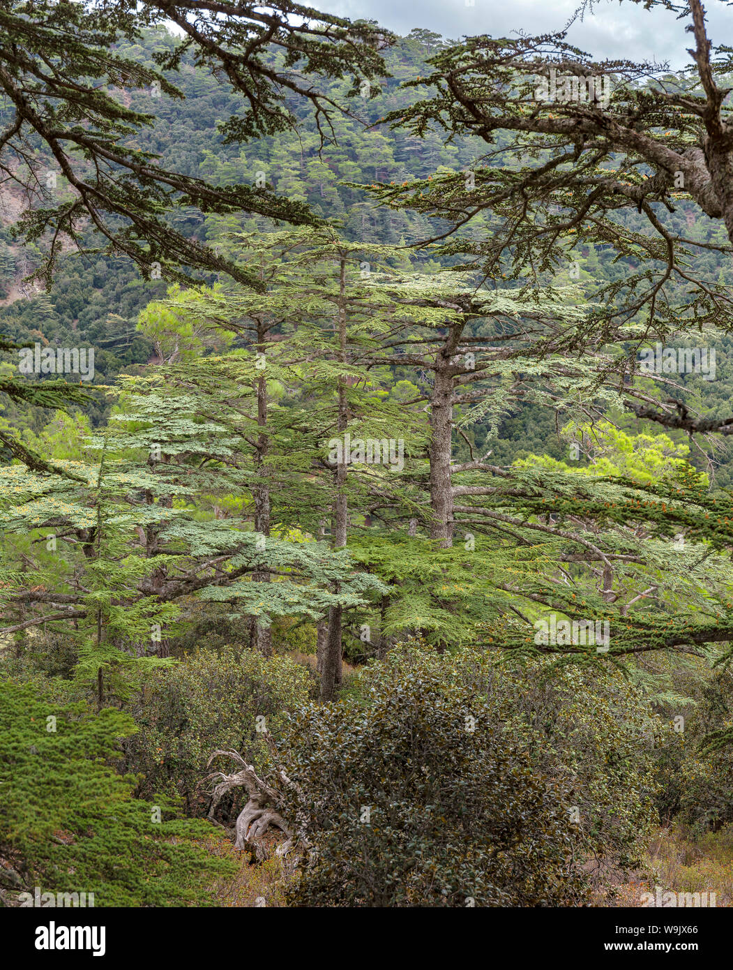 Lebanon cyprus hi-res stock photography and images - Alamy