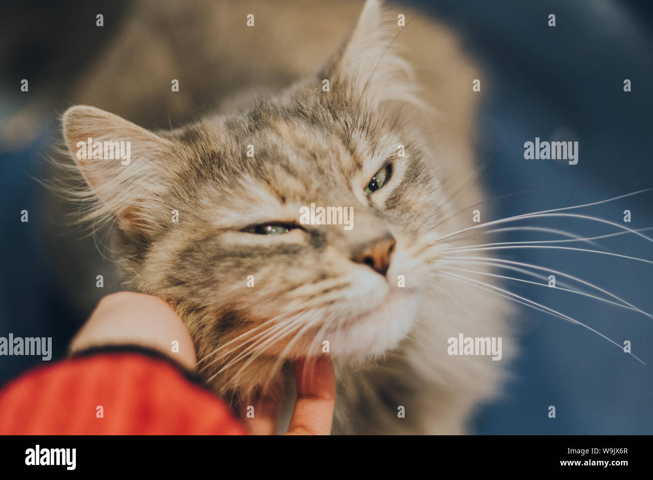 Kitty kat hi-res stock photography and images - Alamy