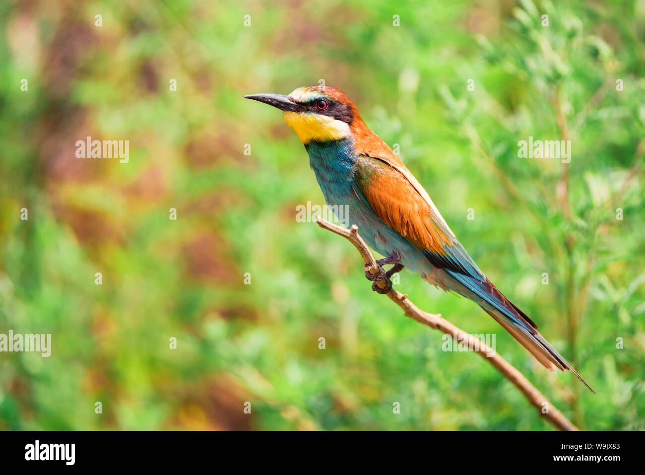 Merops apiaste hi-res stock photography and images - Alamy