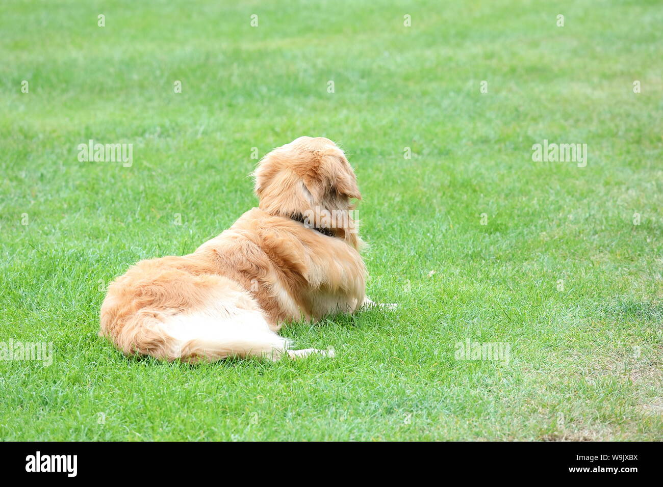 Labrador retriever dog resting on lawn park Stock Photo - Alamy