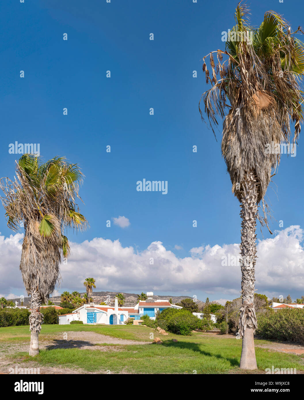 Two cyprus trees hi-res stock photography and images - Alamy