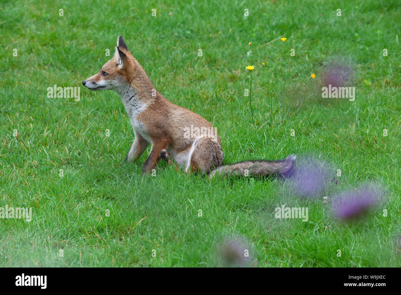 British garden insects hi-res stock photography and images - Alamy