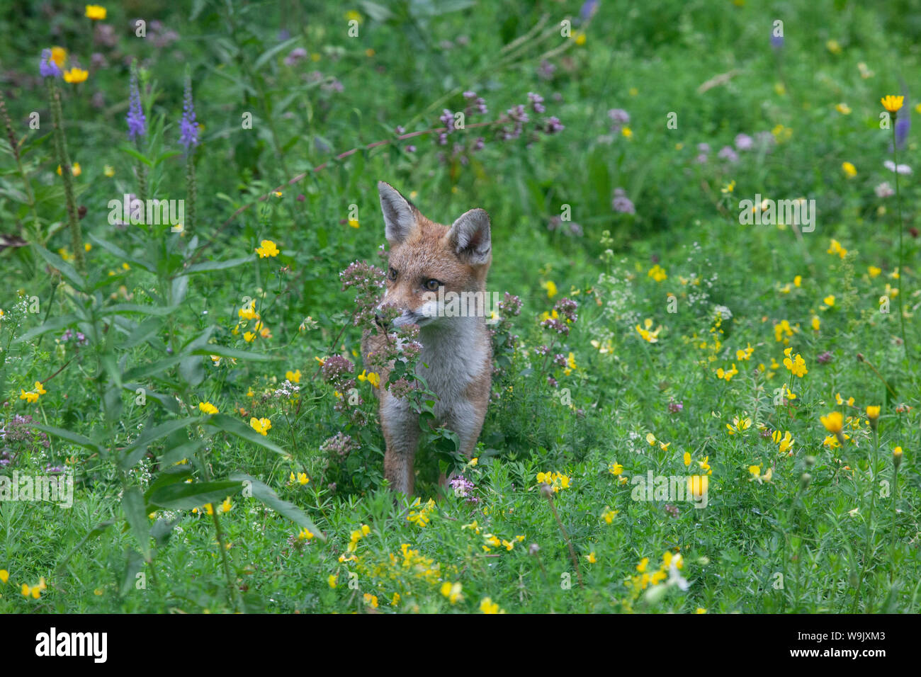 Lawn insects hi-res stock photography and images - Alamy