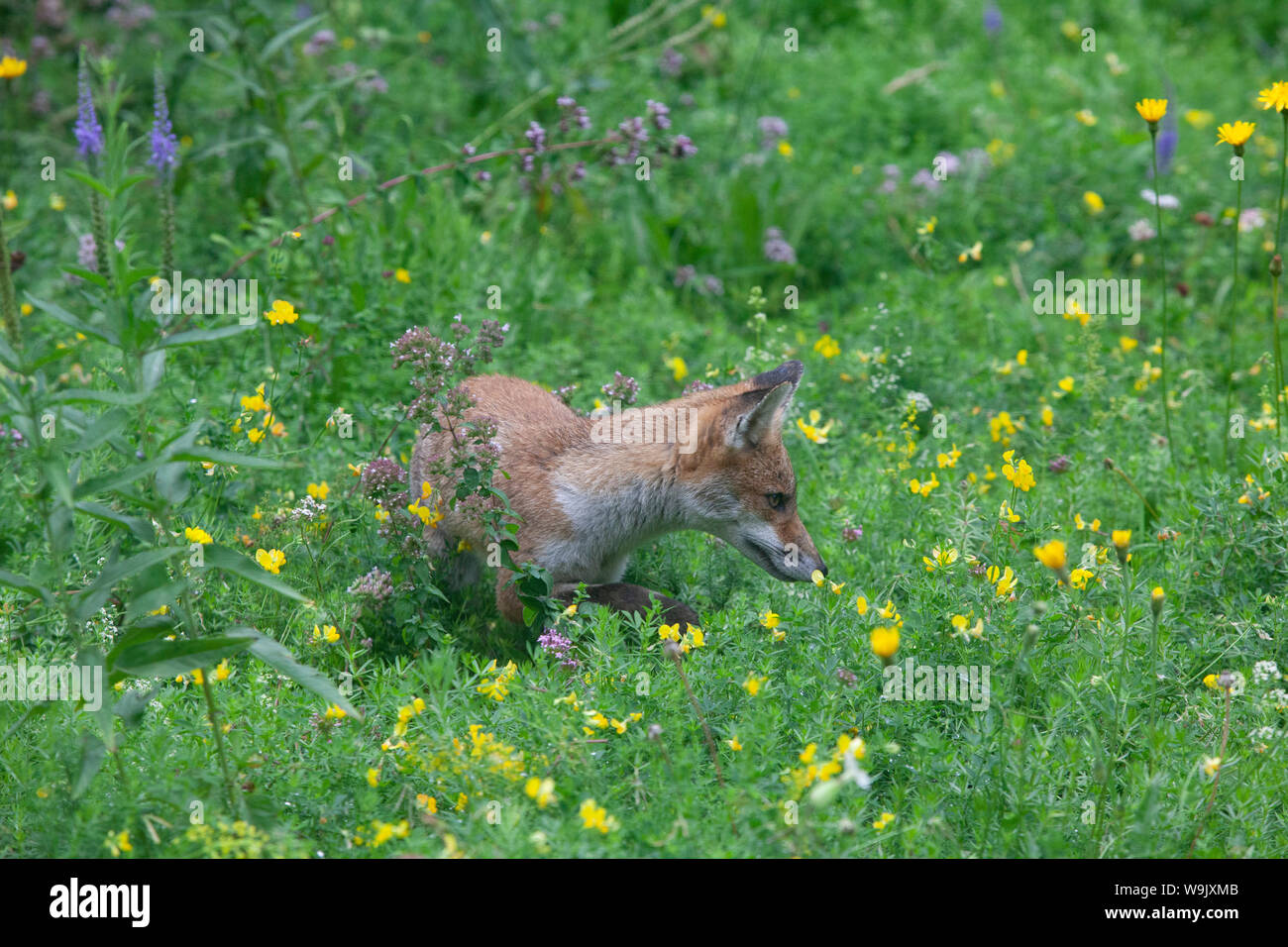 British garden insects hi-res stock photography and images - Alamy