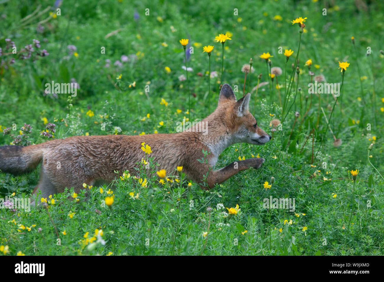 Fox on flowerbed hi-res stock photography and images - Alamy